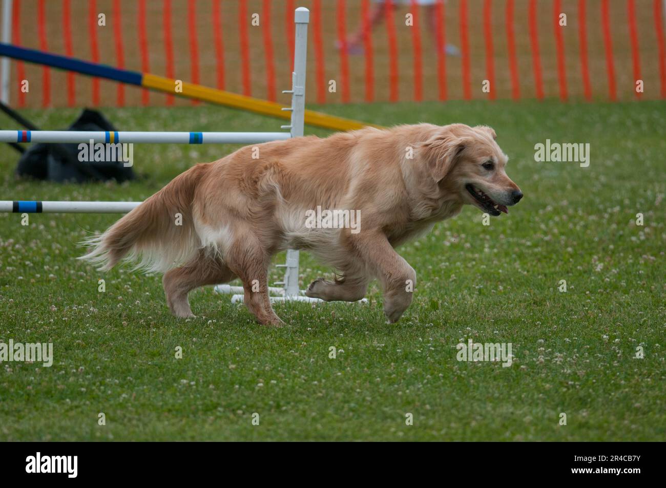 Dogs competing agility course hi-res stock photography and images - Alamy