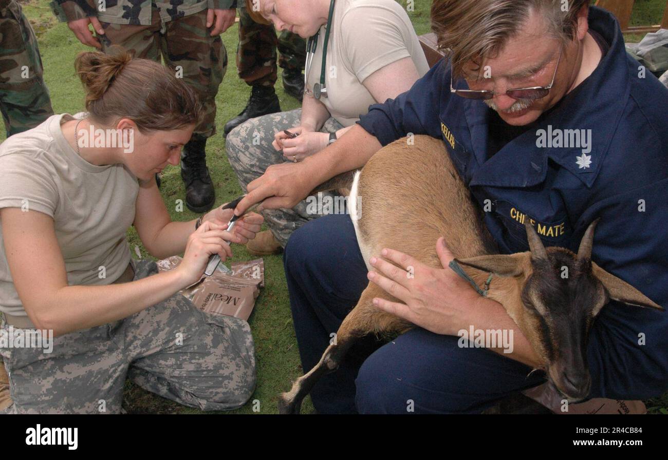 US Navy Army Spc. a veterinarian assistant from the Medical Treatment ...