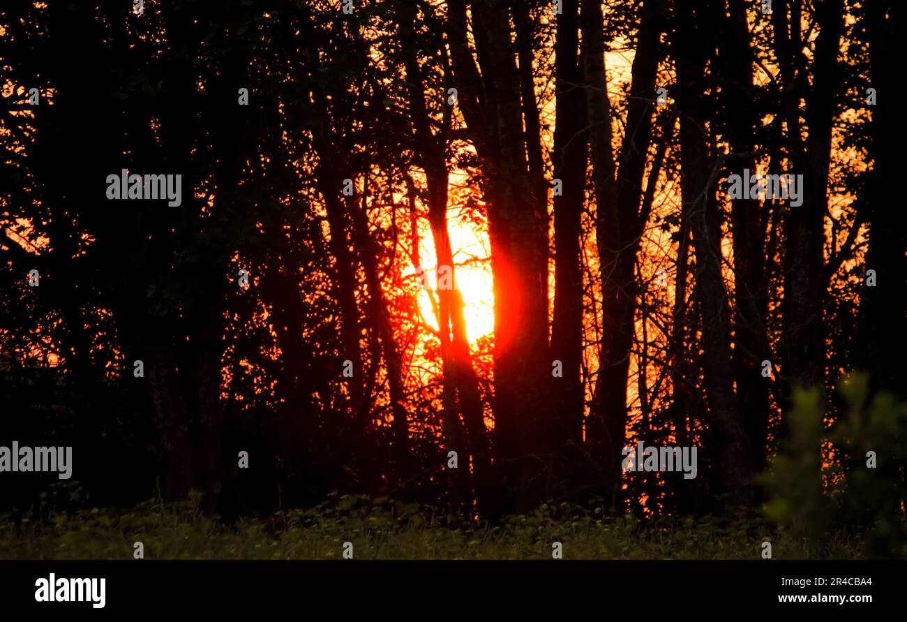 Sunset over the forest. Wild nature in the countryside in Europe Stock ...