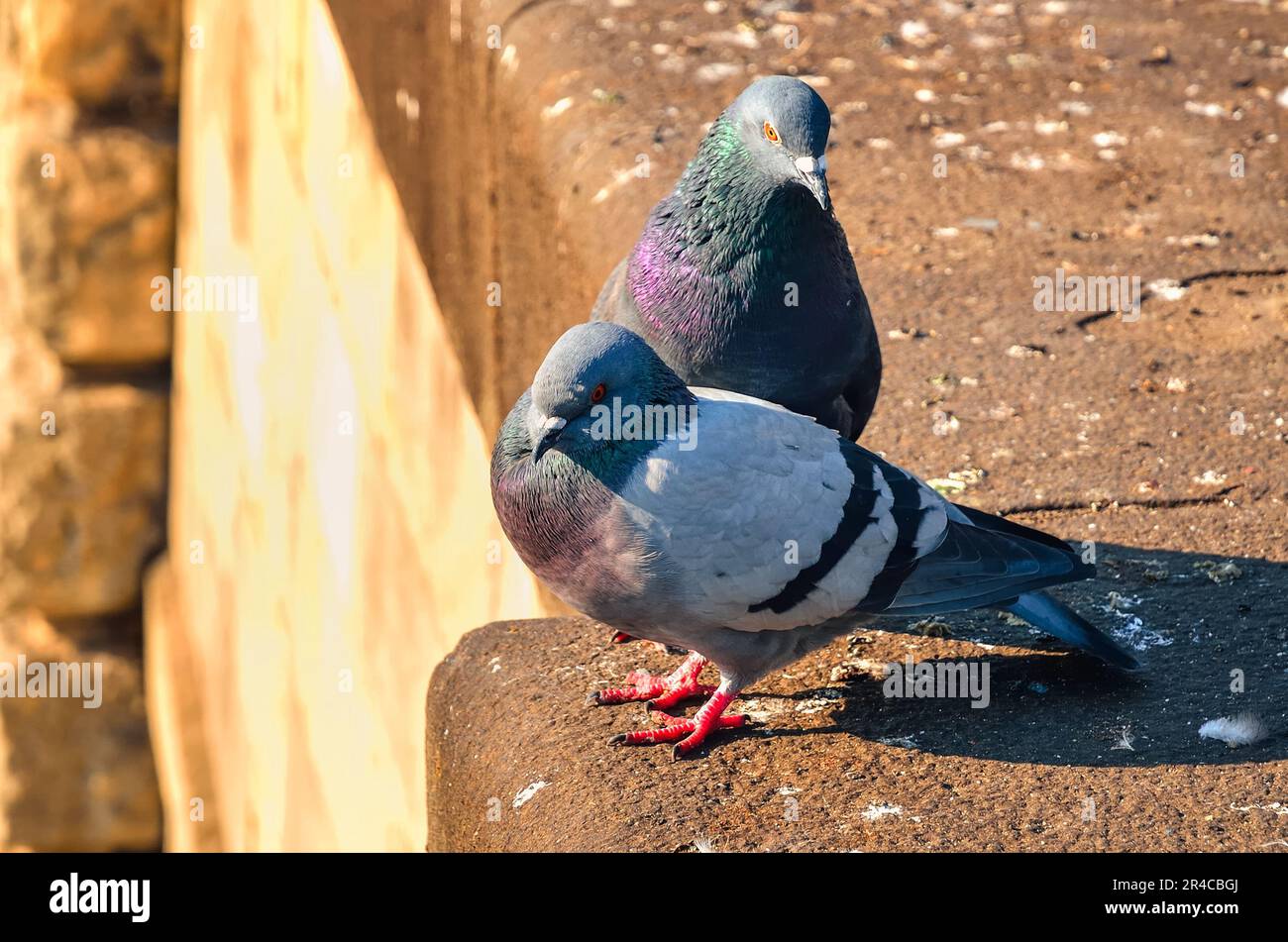 Two pigeons on a concrete wall. Pigeons on old gothic wall, photo with ...