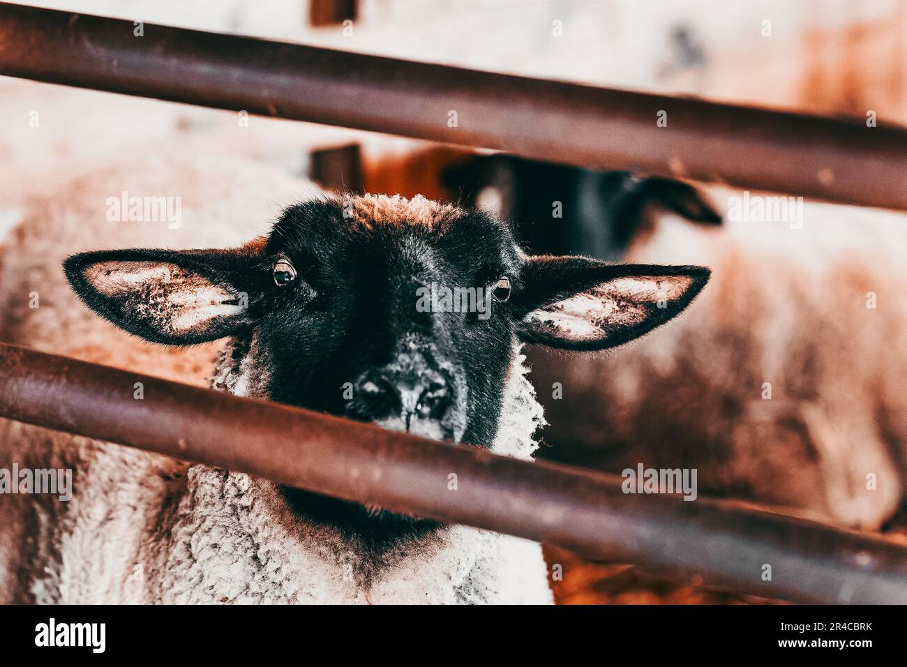 A flock of sheep huddling together in a pen, surrounded by other cattle ...