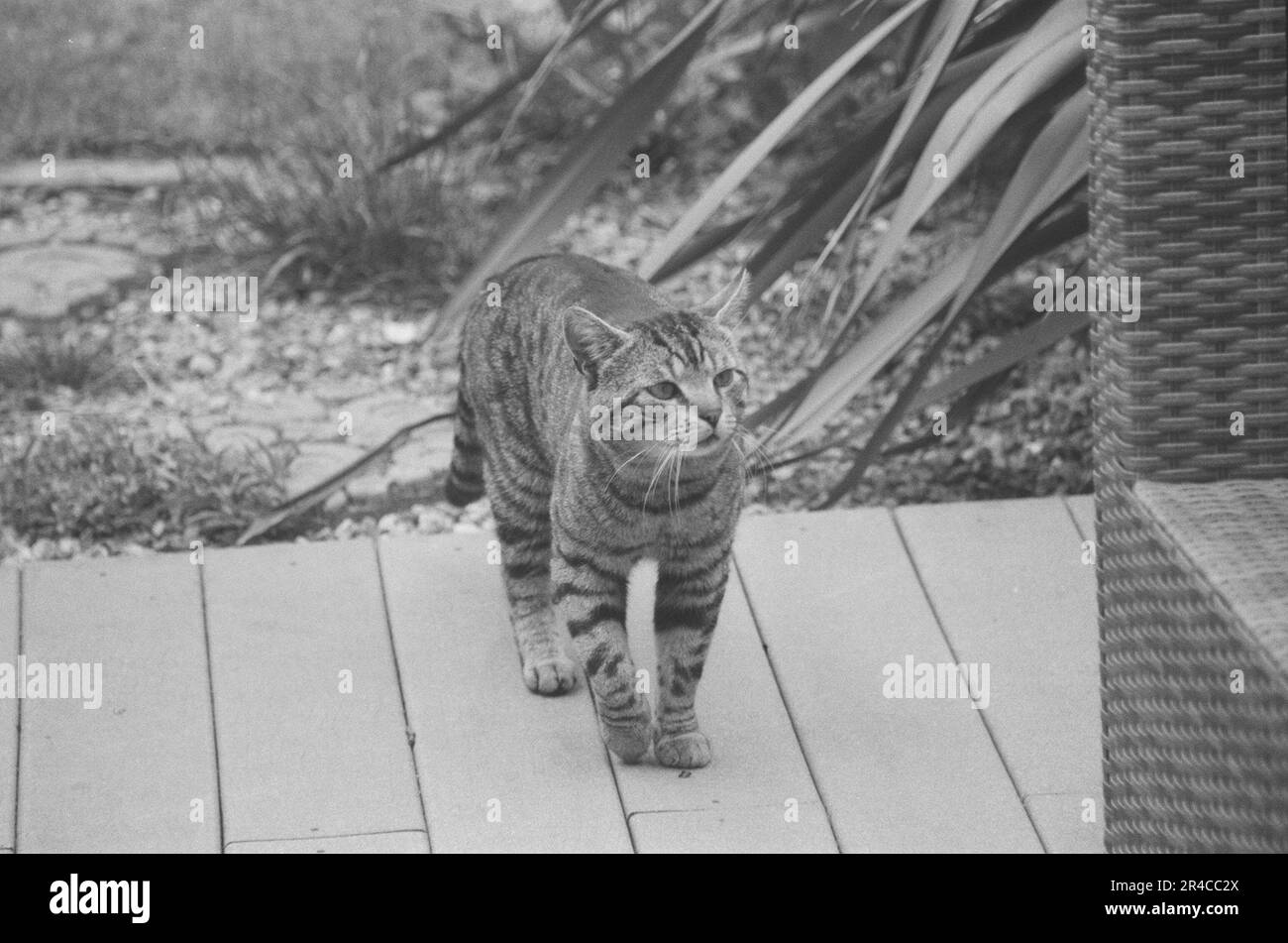 A striped brown and white tabby cat is walking across a walkway lined ...