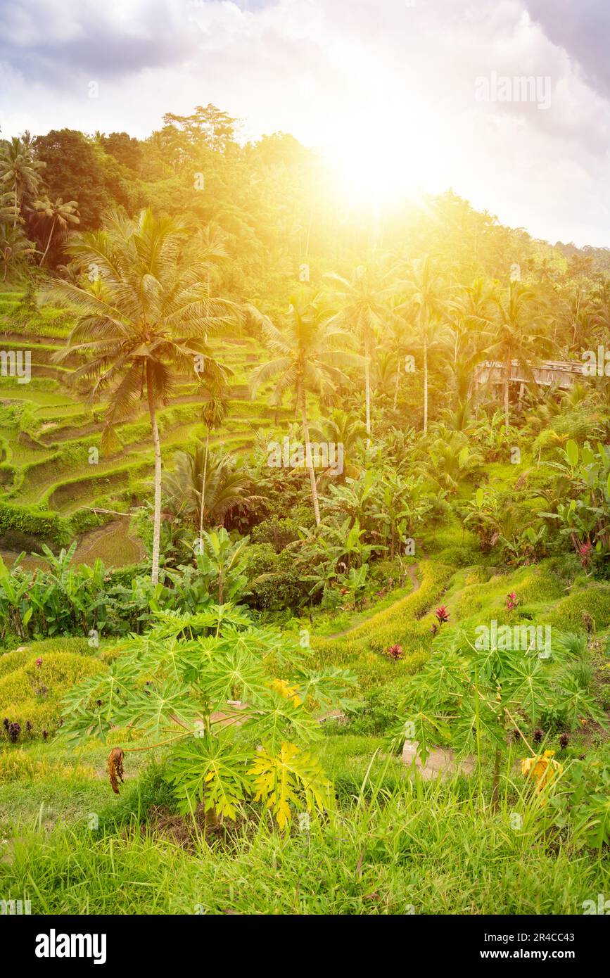 Green rice fields plantation on Bali island, Indonesia Stock Photo - Alamy
