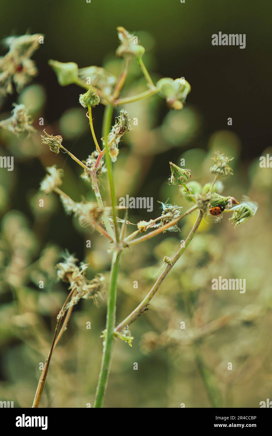 An image of a field featuring dried plants, with a ladybug perched atop ...