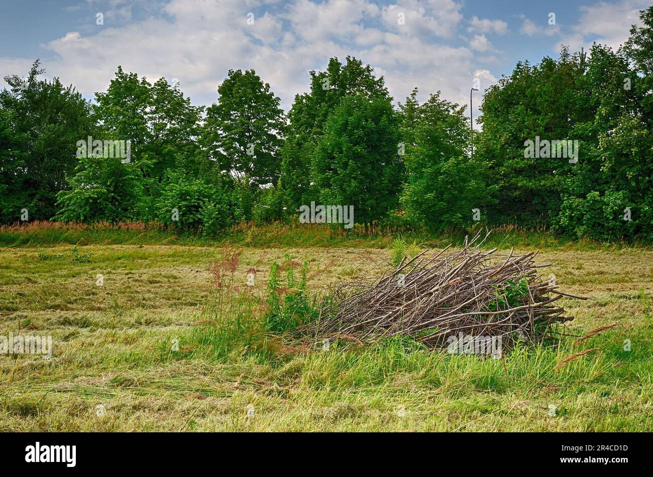 Dry branches and trunks of trees in the meadow. Dry branches laying on ...