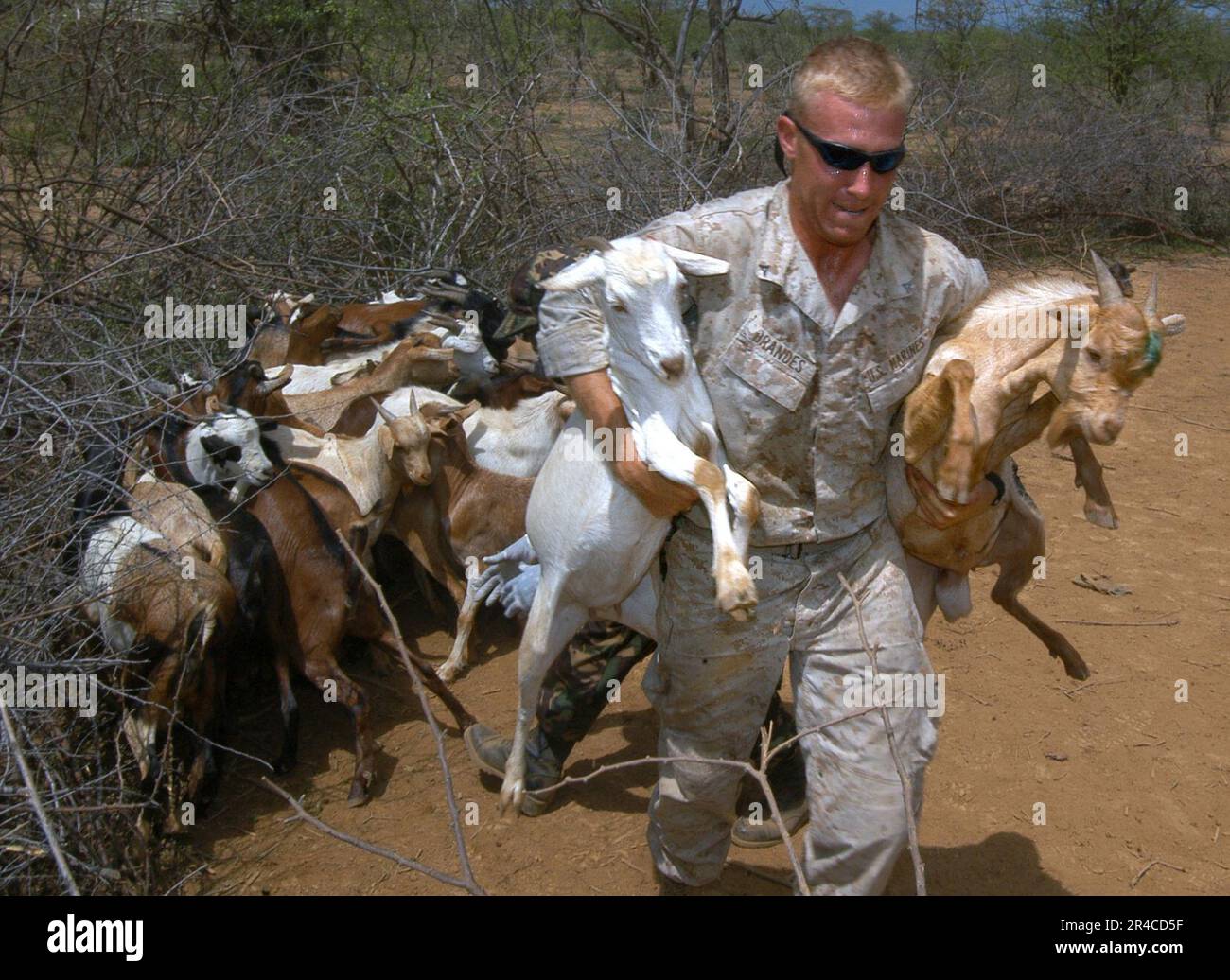 US Navy U.S. Marine Lance Cpl. carries two goats out of the corral to ...