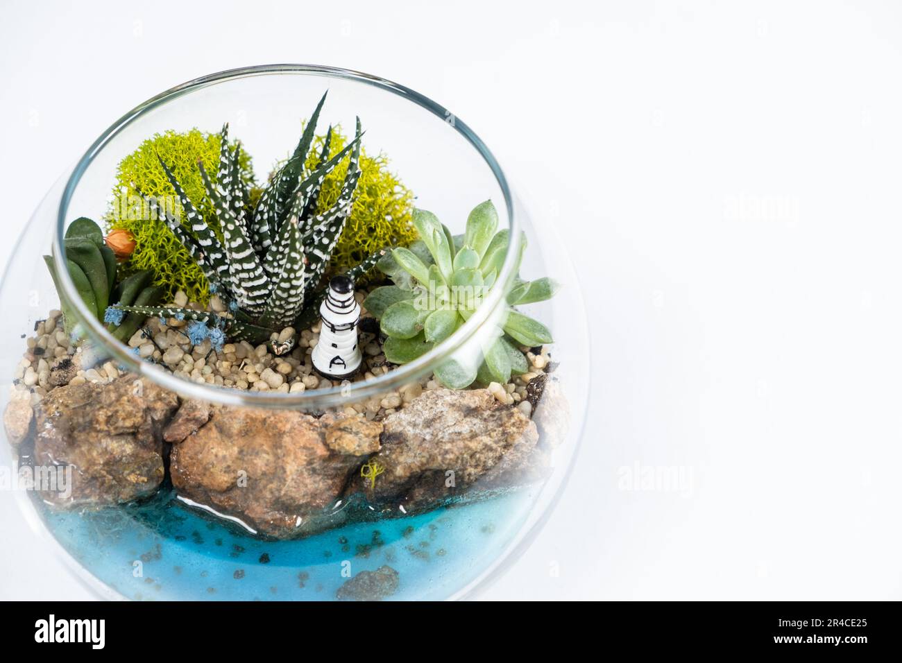Florarium in a glass vase with haworthia, pachyphytum and other ...