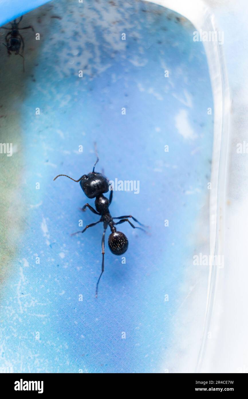 Guard ant reaper in acrylic ant farm close up, top view Stock Photo - Alamy