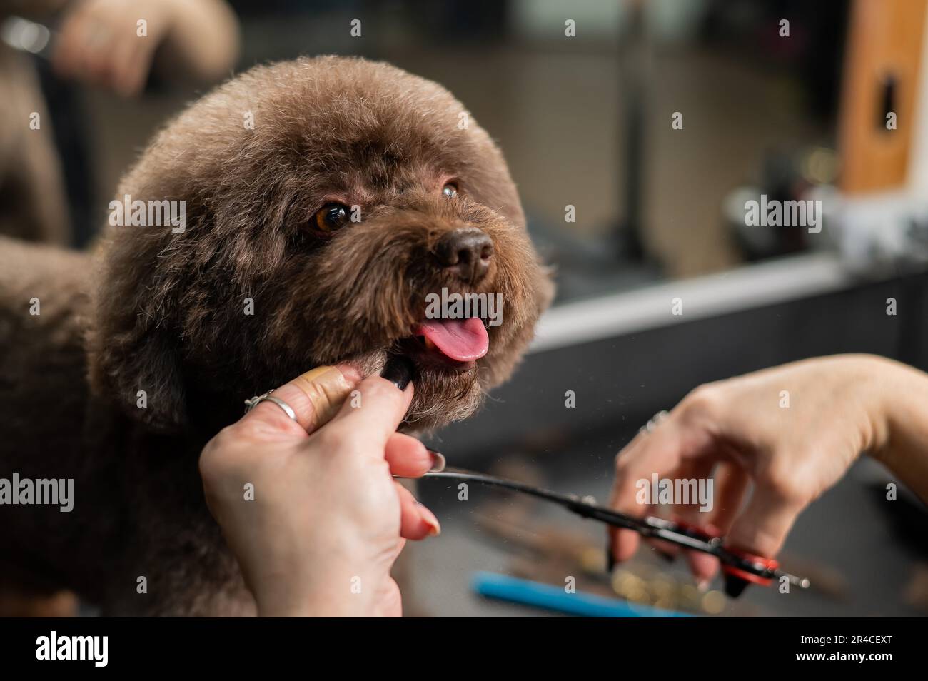 Woman trimming a small dog with scissors in a grooming salon Stock ...