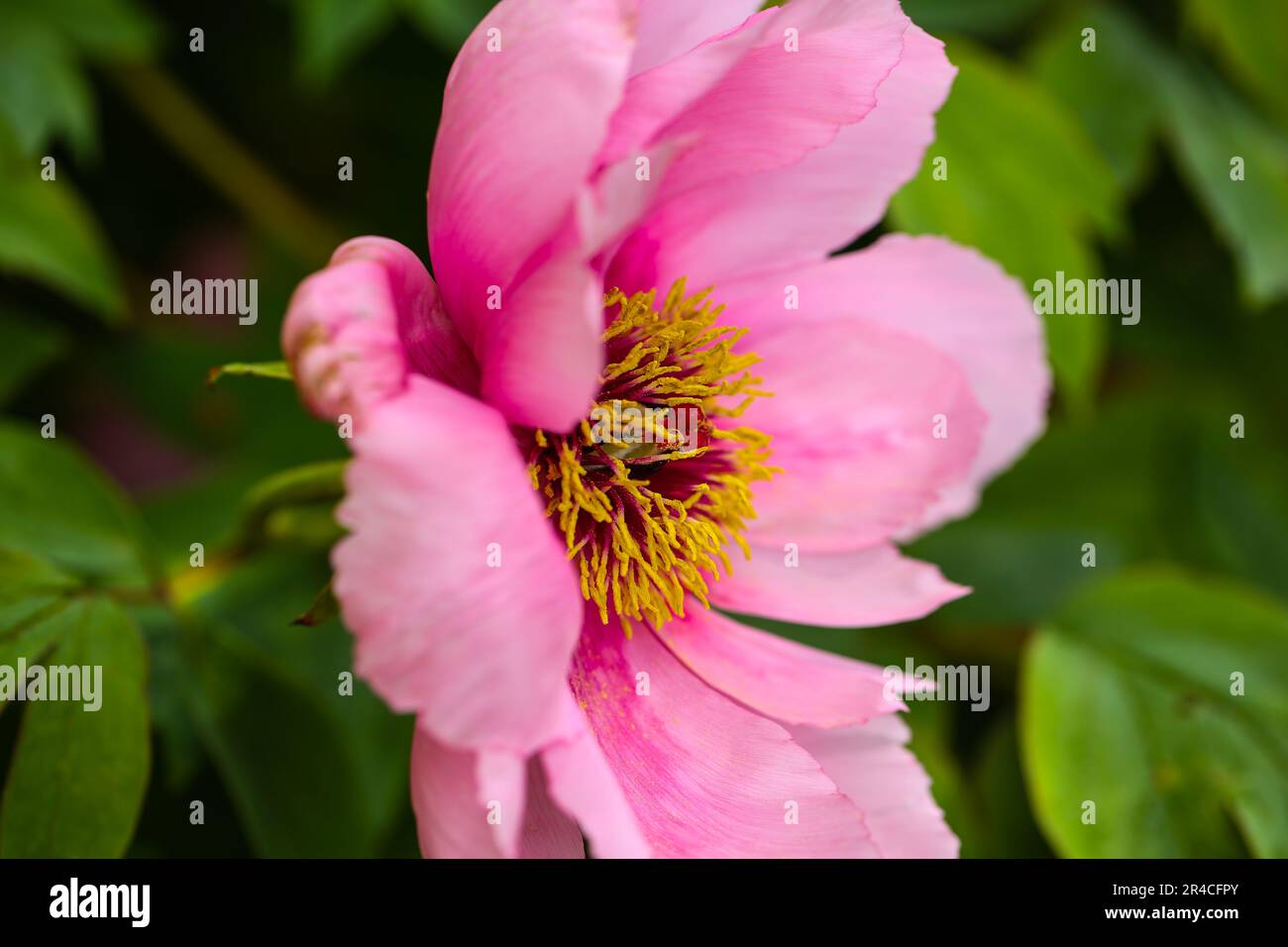 Peonies are the only genus of plants in the peony family Paeoniaceae ...