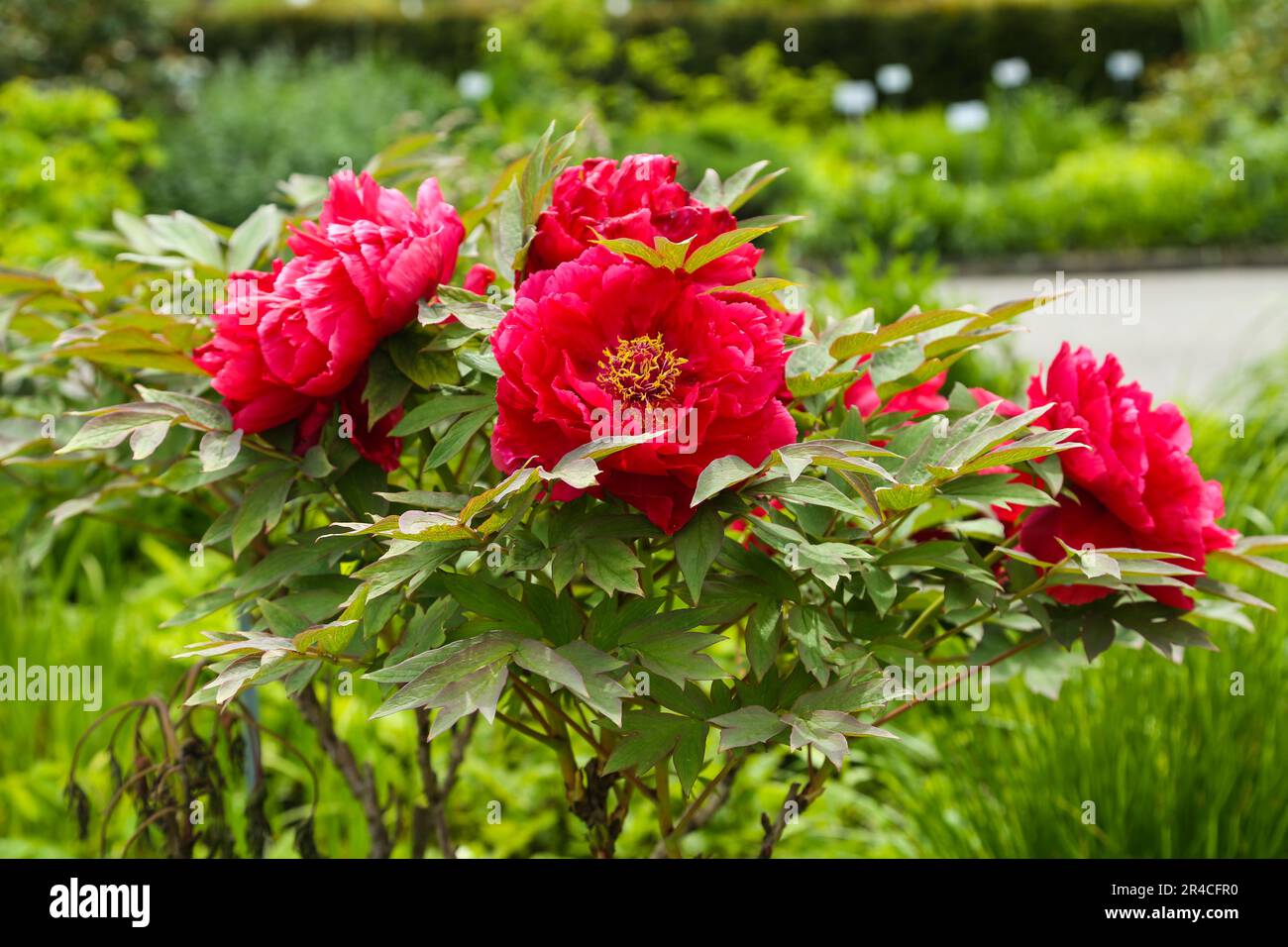 Peonies are the only genus of plants in the peony family Paeoniaceae ...
