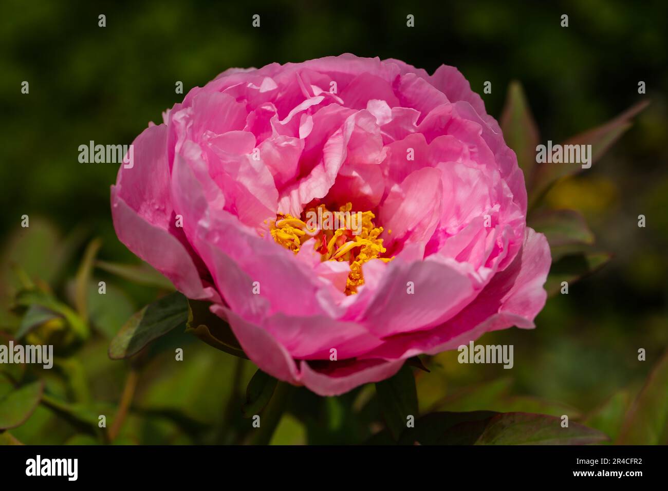 Peonies are the only genus of plants in the peony family Paeoniaceae ...
