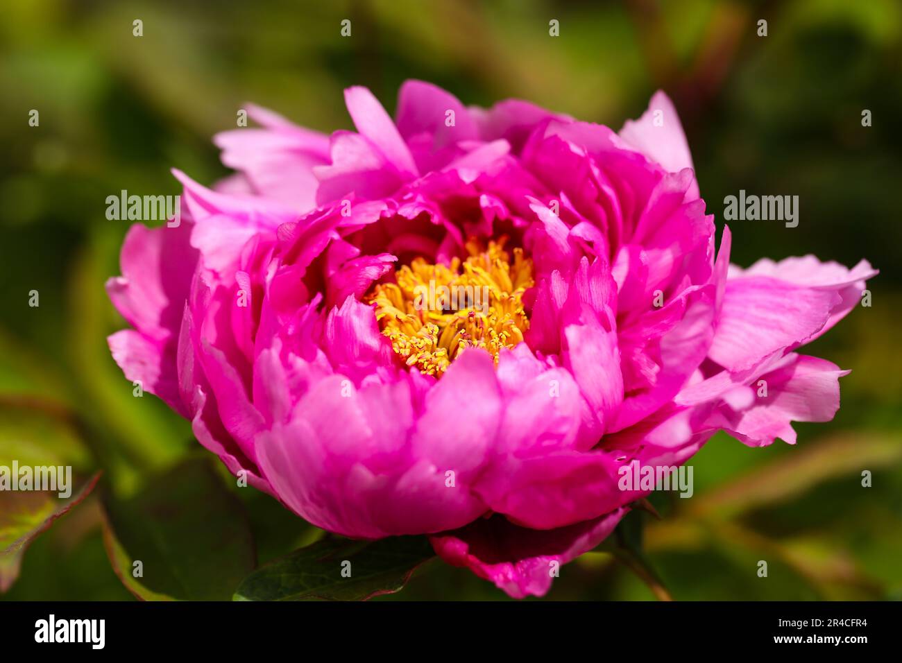 Peonies are the only genus of plants in the peony family Paeoniaceae ...