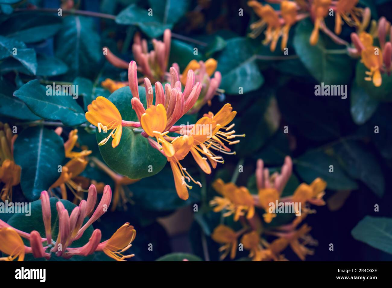Blooming spring sunny bush in the garden concept photo Stock Photo - Alamy