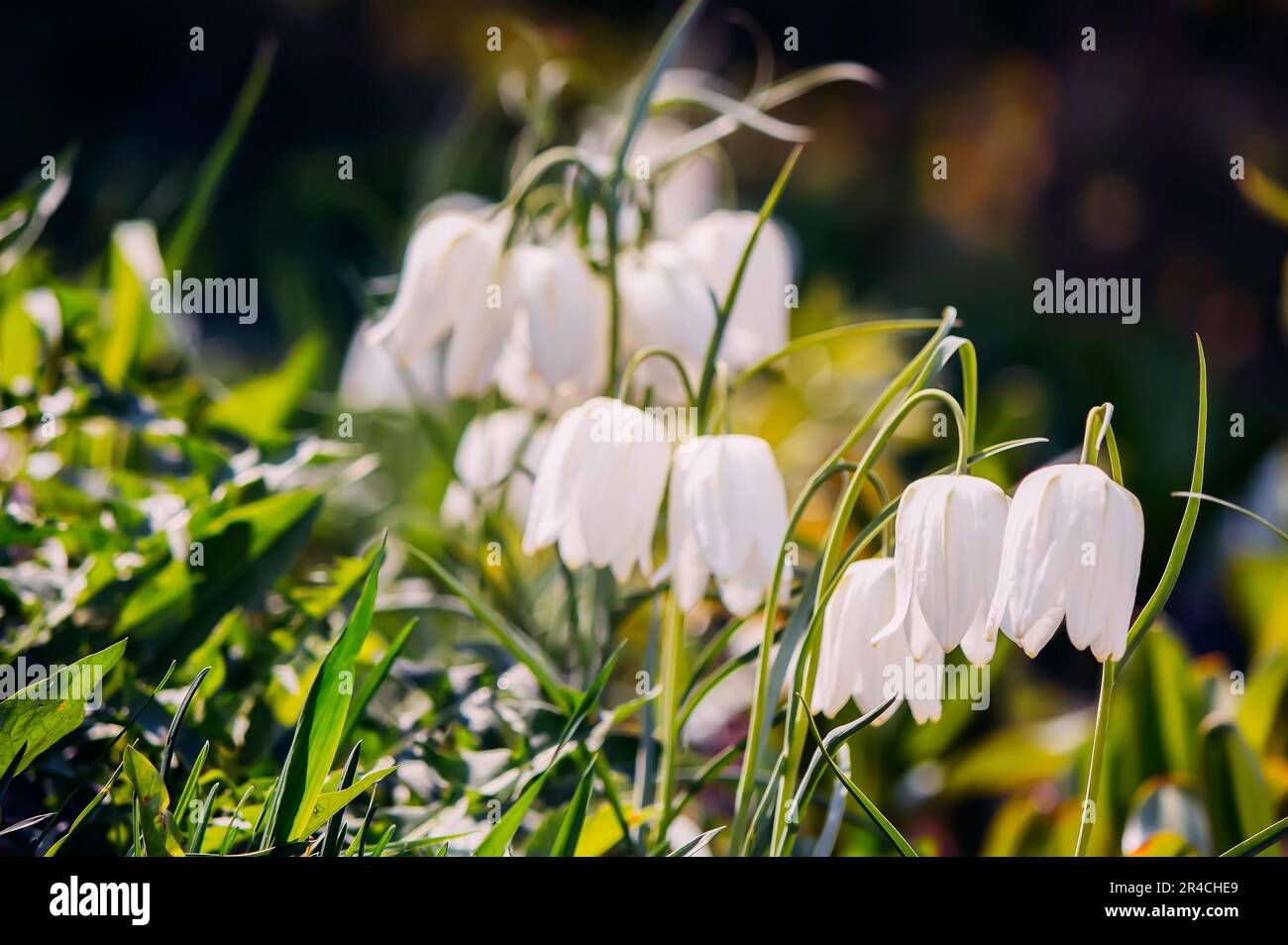 Fritillaria meleagris plants blooming in a spring garden Stock Photo ...