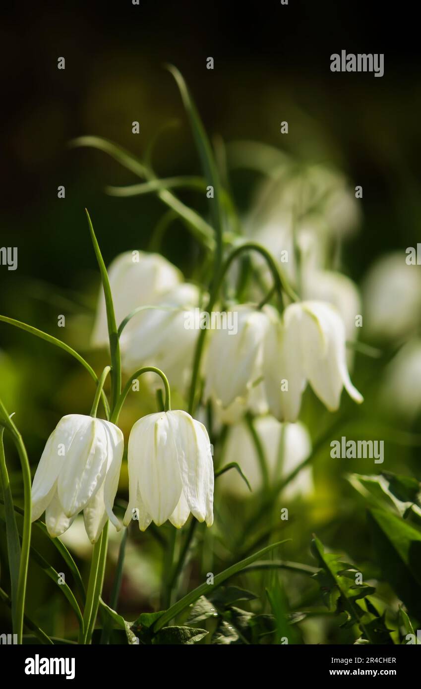 Fritillaria meleagris plants blooming in a spring garden Stock Photo ...