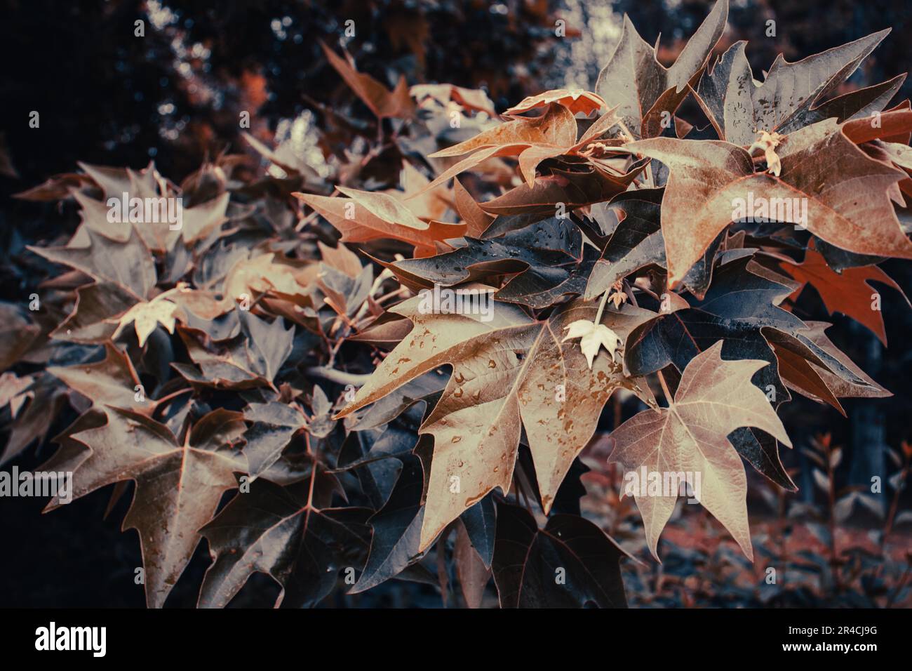 Sycamore branches platanus occidentalis hi-res stock photography and ...