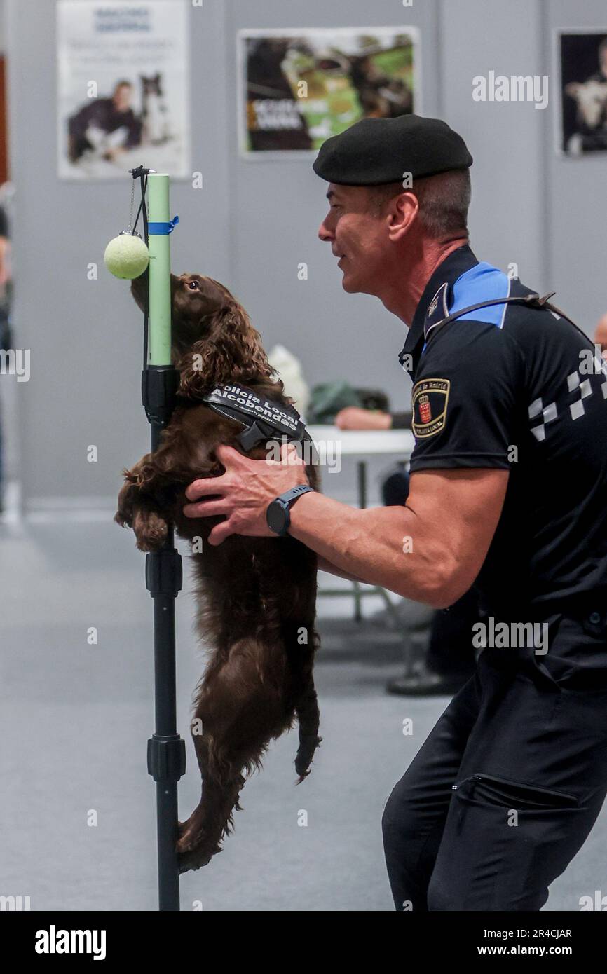 A police dog during the XXXIX International Dog Show Latin Winner of ...