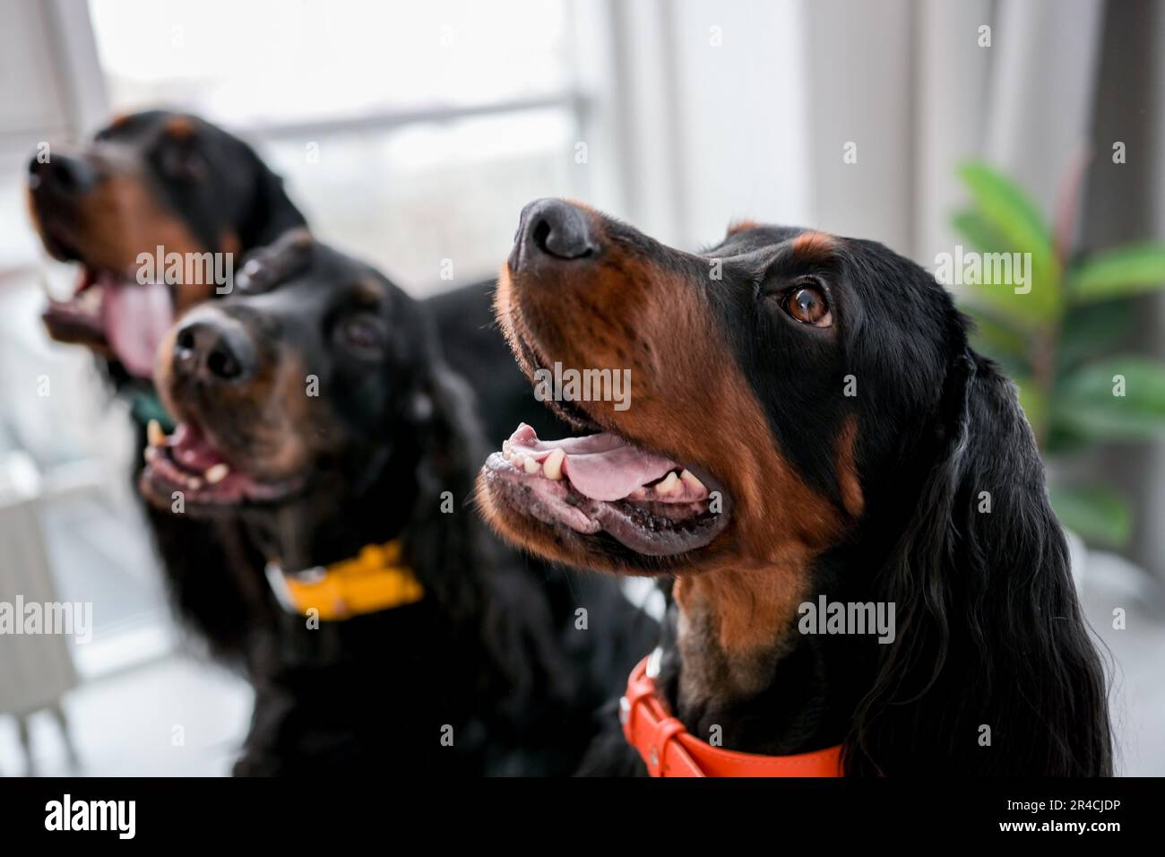 Three setter dogs sitting with mouth open and tonque out at home and ...