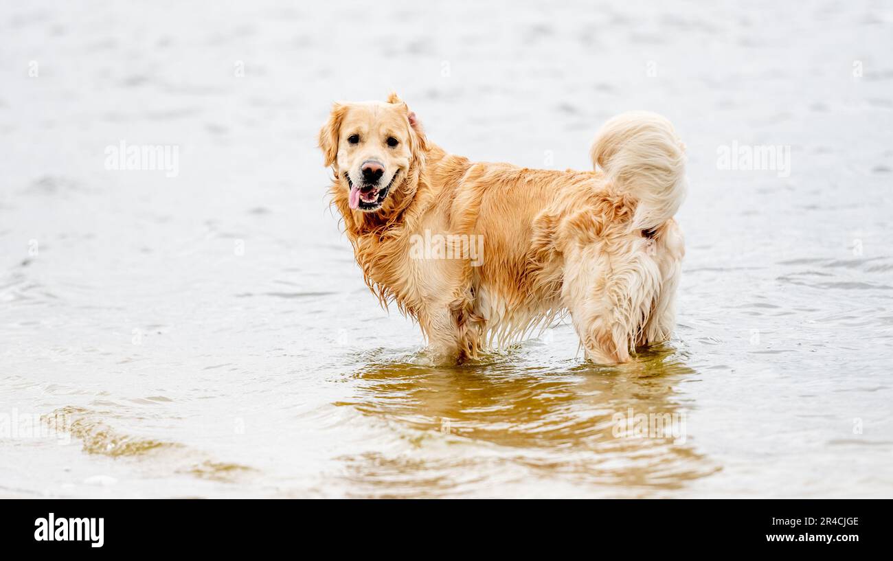 Beautiful golden retriever dog playing on the beach and looking into ...