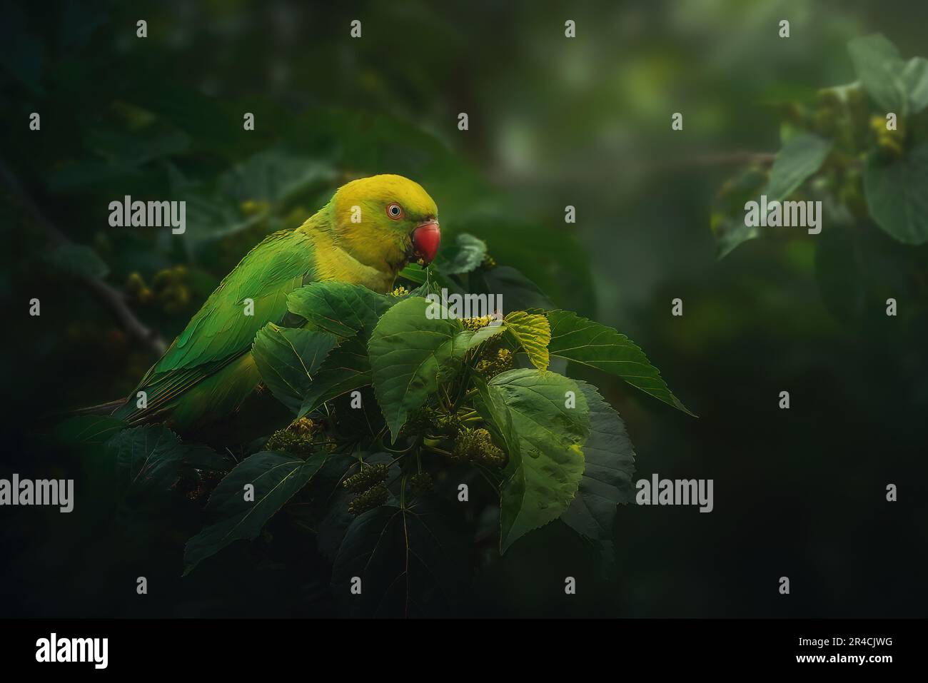 Ring necked parakeet indian hi-res stock photography and images - Alamy
