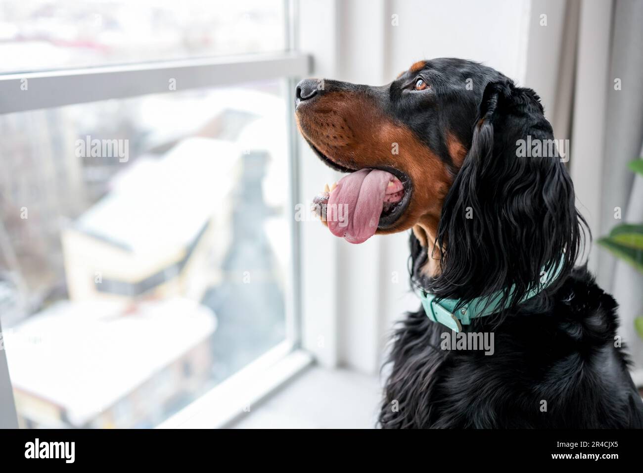 Cute setter dog in light room at home looking at window closeup ...