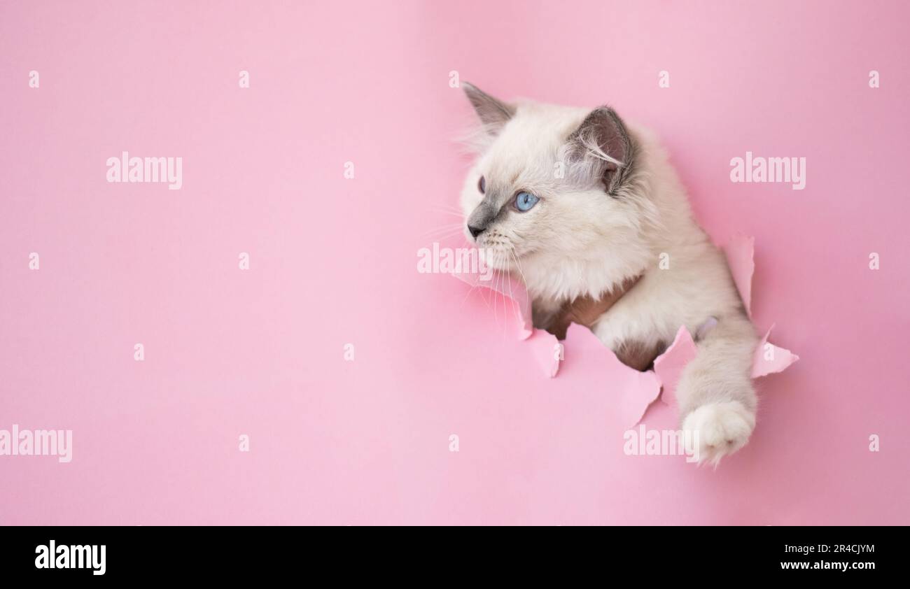 Ragdoll kitten cat crawl through a hole in pink paper portrait ...