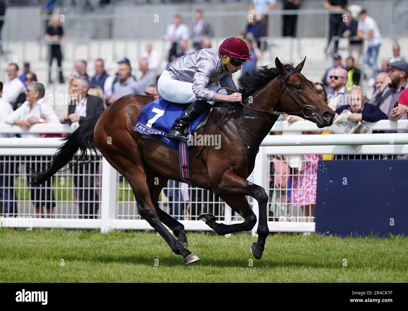 Unquestionable horse hi-res stock photography and images - Alamy