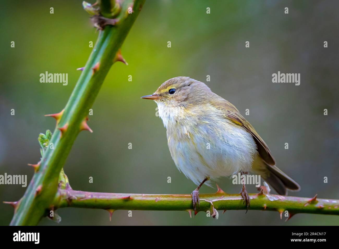 Close-up of a Willow warbler bird, Phylloscopus trochilus, singing on a ...