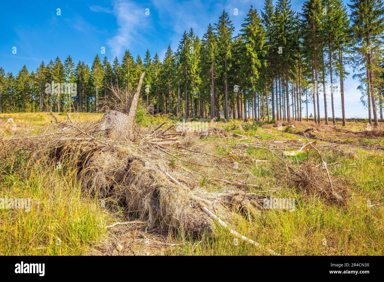 Landscape Der Harz national park, Germany. Green forest, stacked logs ...