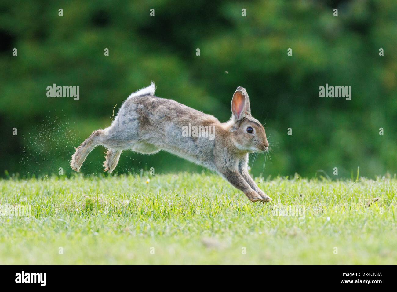 European wild rabbits hi-res stock photography and images - Alamy