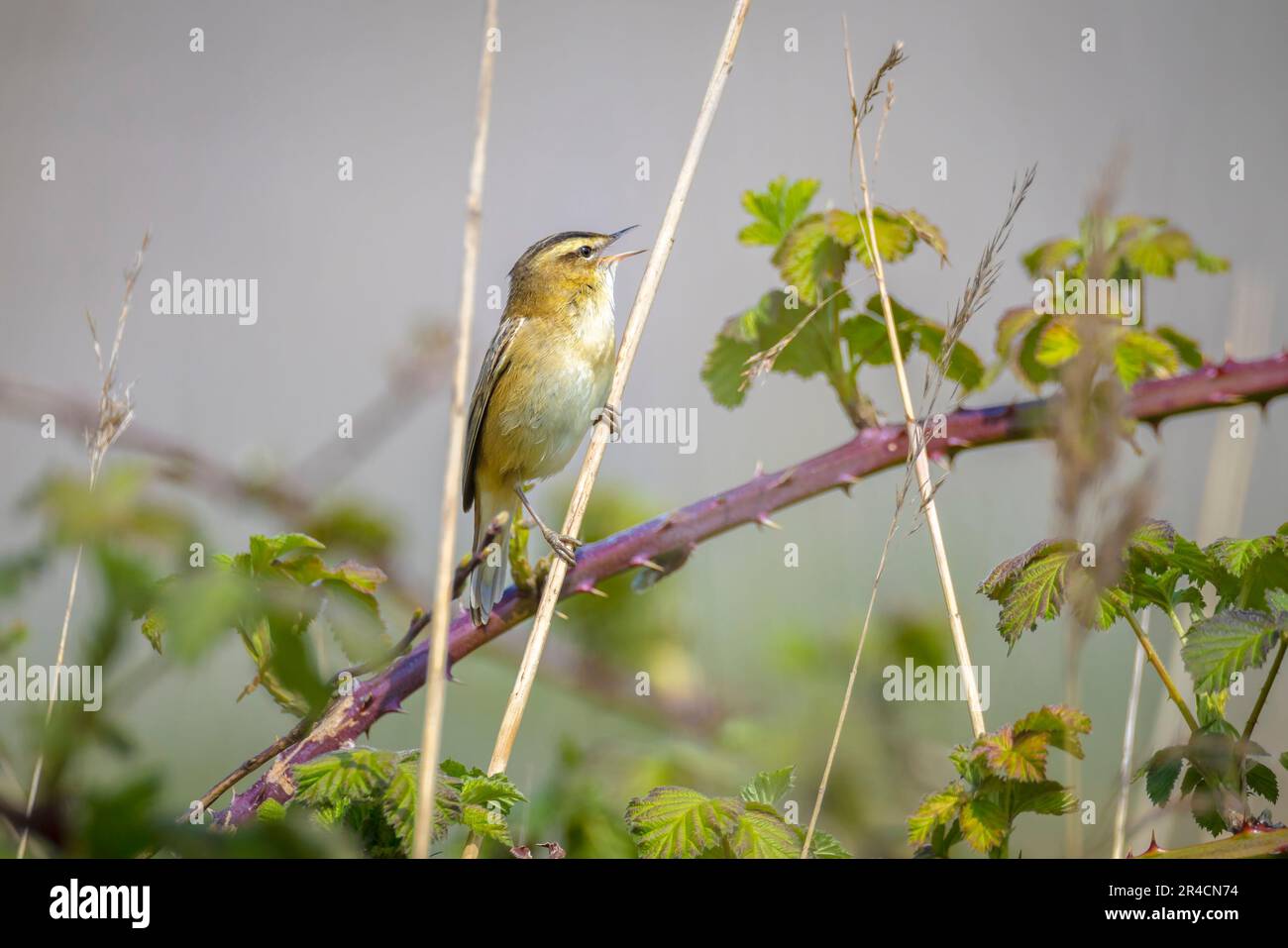 Closeup of a Sedge Warbler bird, Acrocephalus schoenobaenus, singing to attract a female during ...