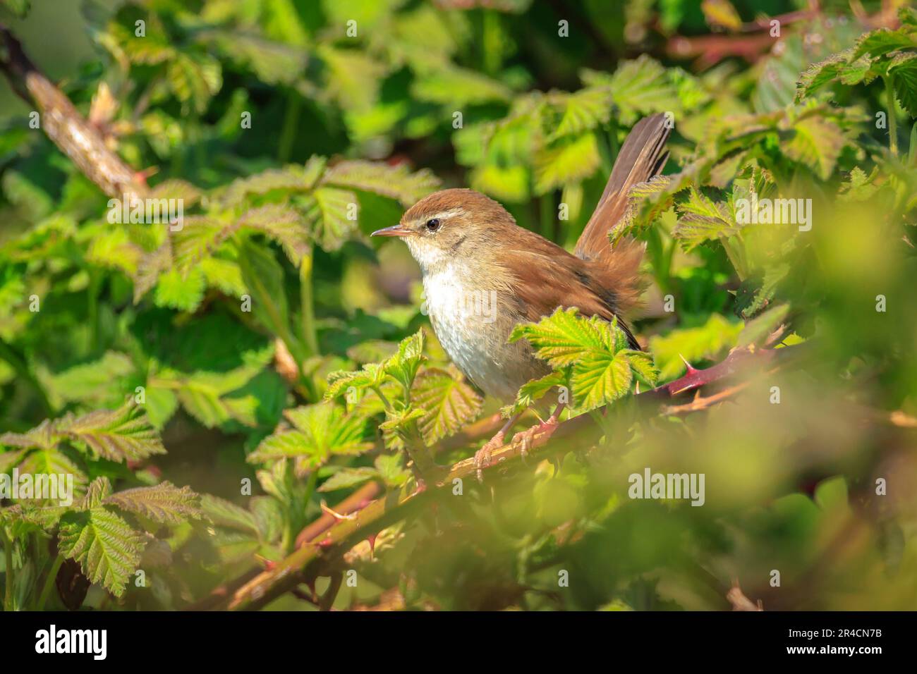 Cettis zanger hi-res stock photography and images - Alamy