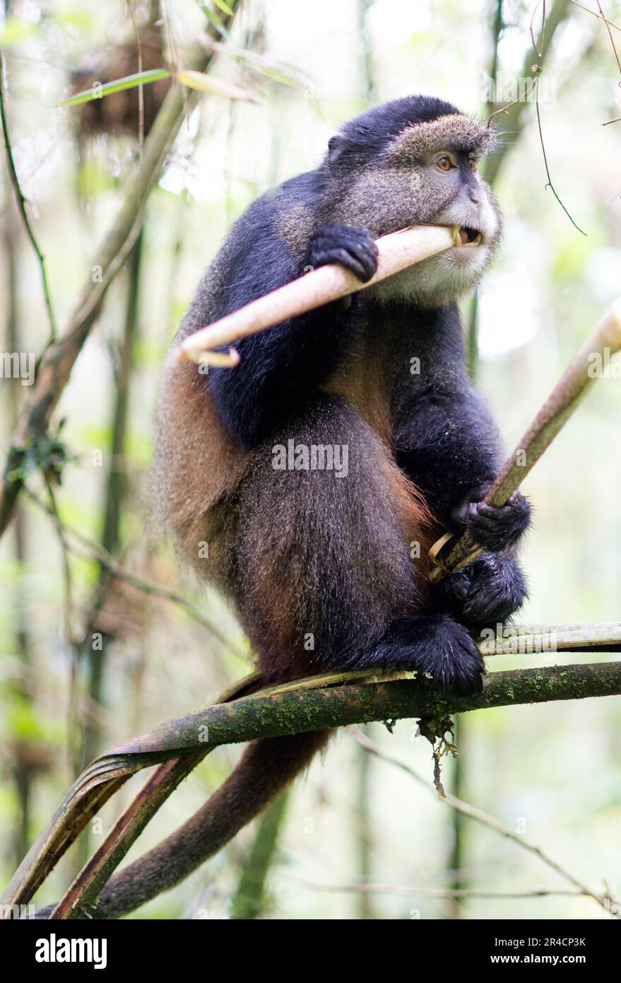 Golden monkey uganda hi-res stock photography and images - Alamy