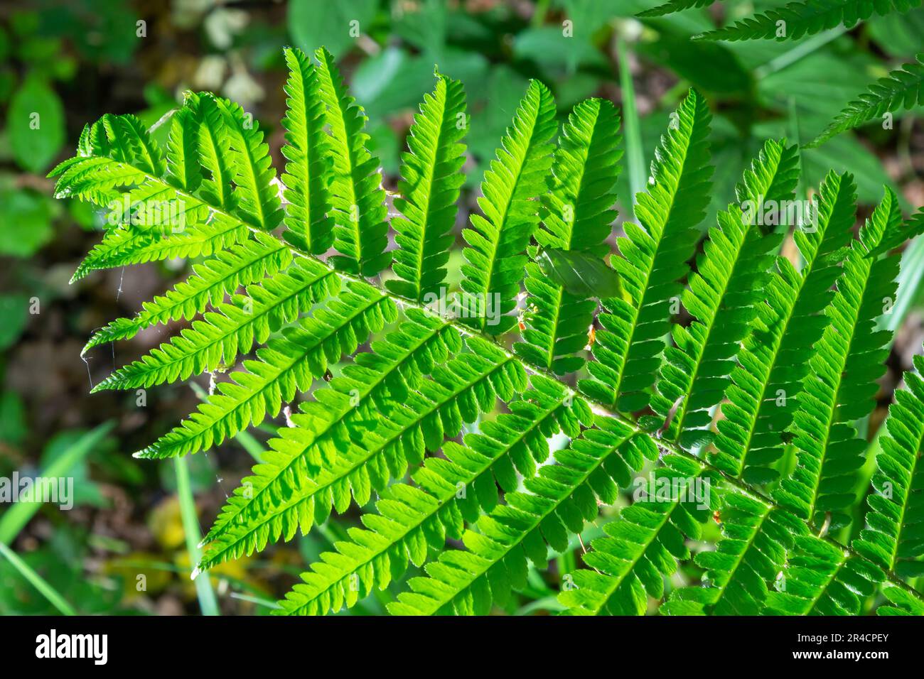 Fern is a member of a group of vascular plants that reproduce by spores ...