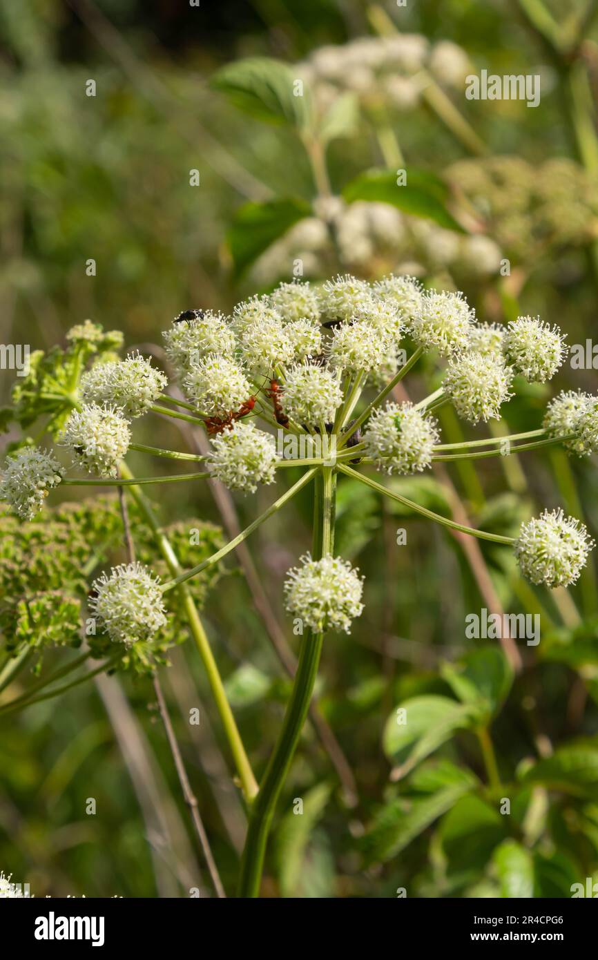 Heracleum sosnovskyi big poison plant blooming. Medicinal plant Common ...