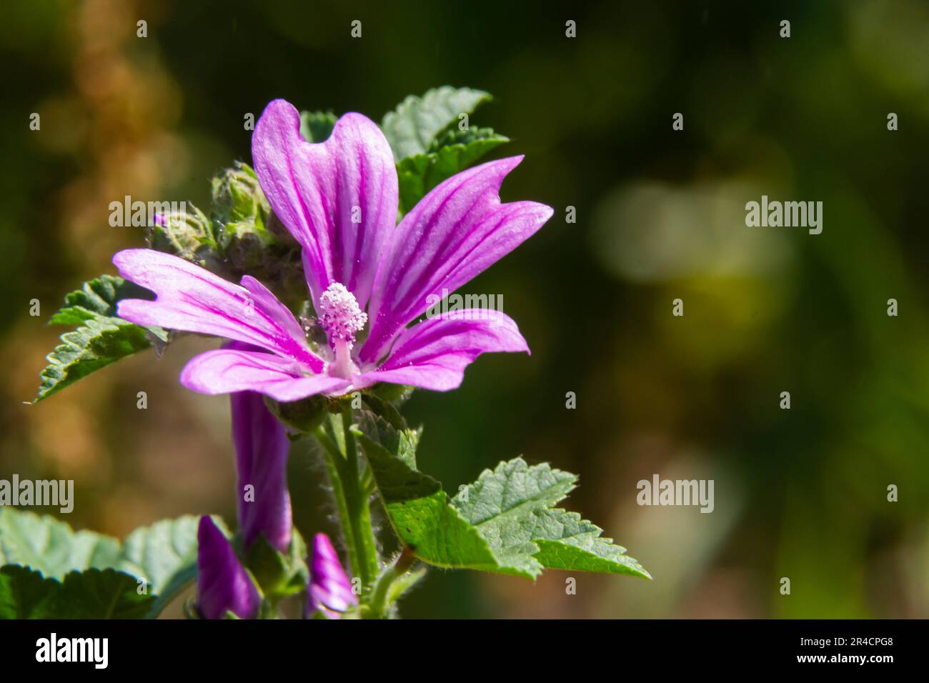 Malva thuringiaca Lavatera thuringiaca, the garden tree-mallow, is a ...