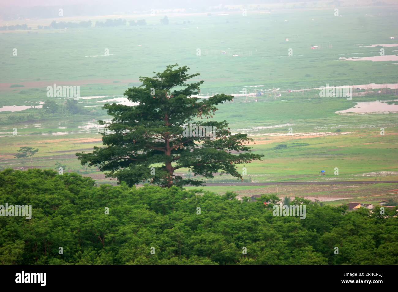 Solitaire tree hi-res stock photography and images - Alamy
