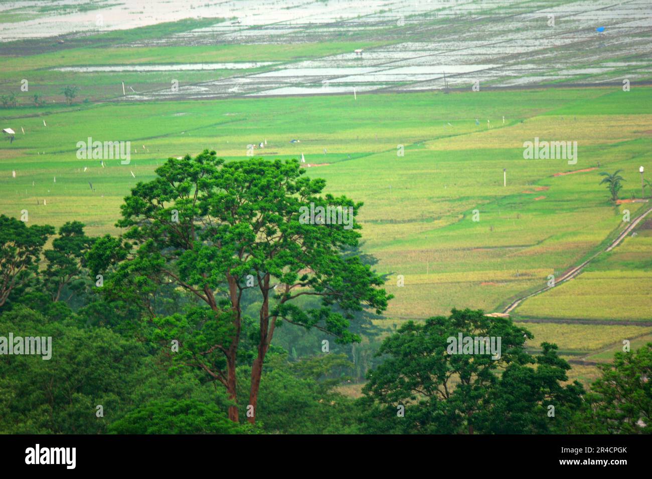 Solitaire tree on a green hill Stock Photo - Alamy
