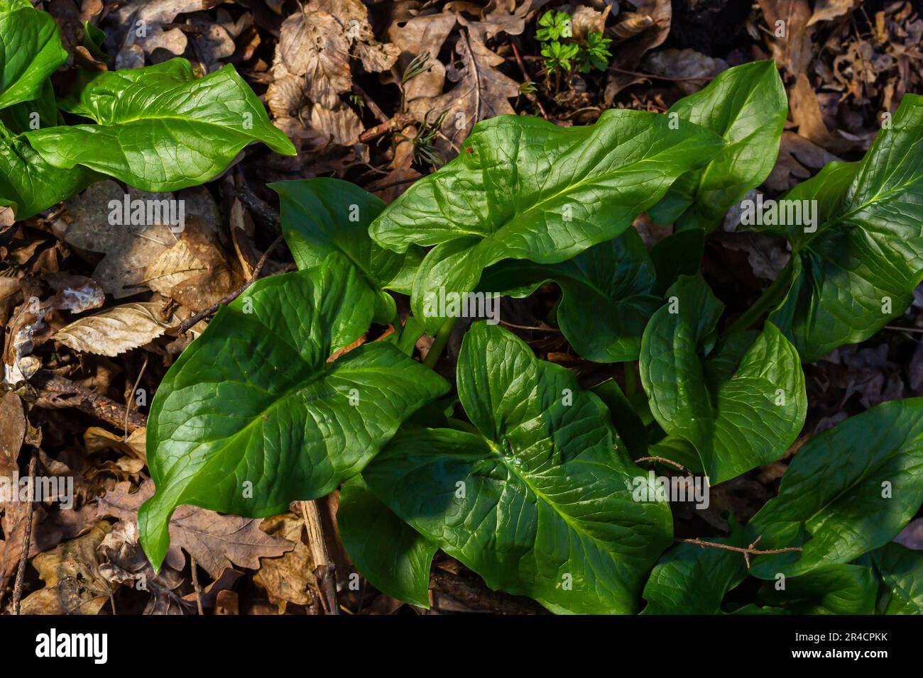 Adders root plant hi-res stock photography and images - Alamy