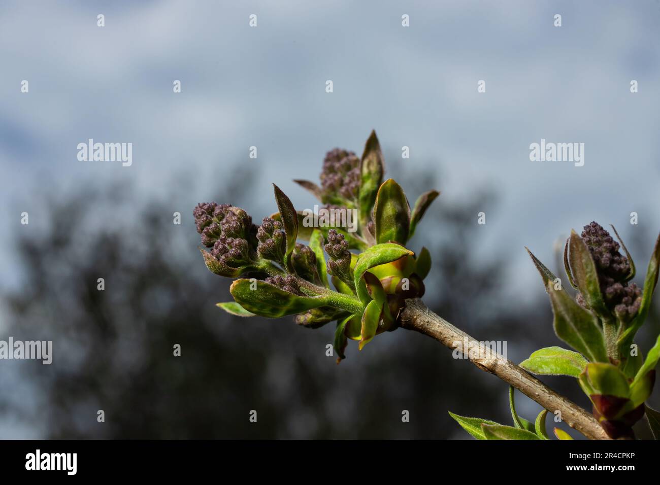 Branches with Lilac buds. Purple Syringa tree flower. Young leaves and ...
