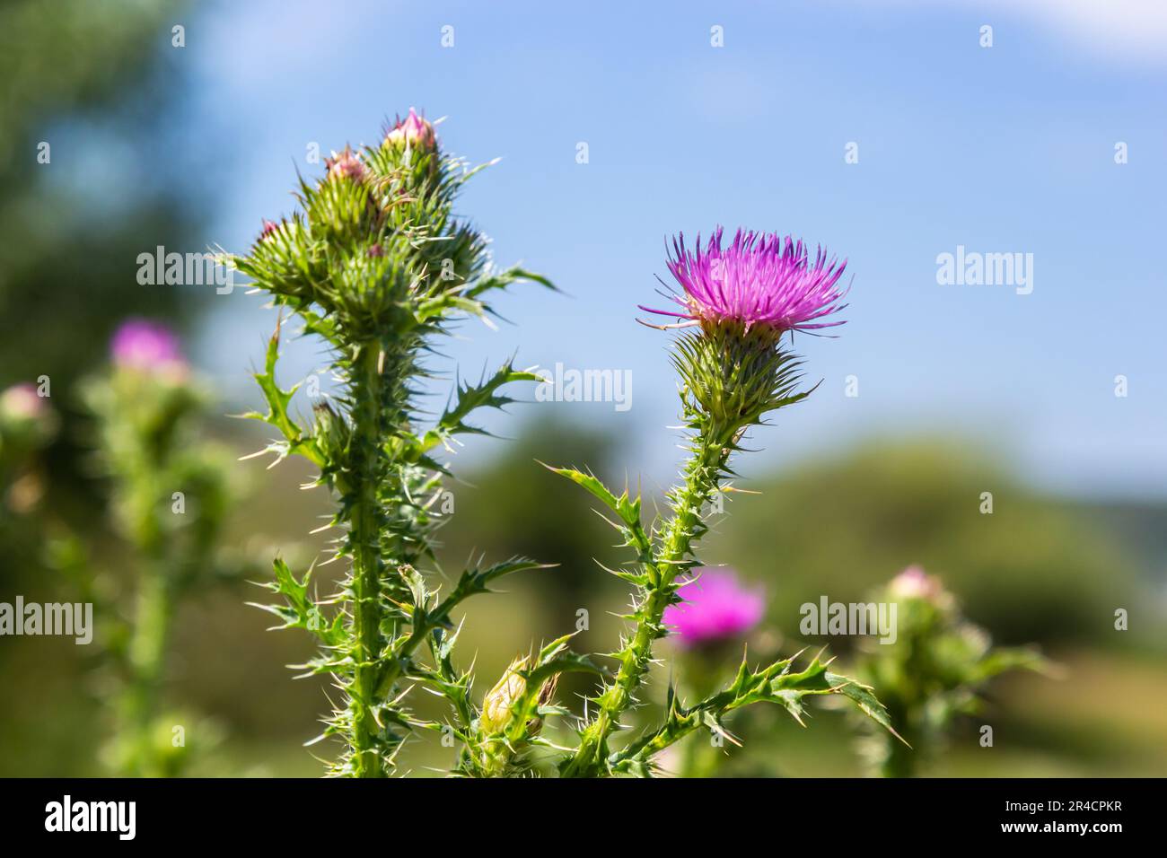Blessed milk thistle flowers in field, close up. Silybum marianum ...