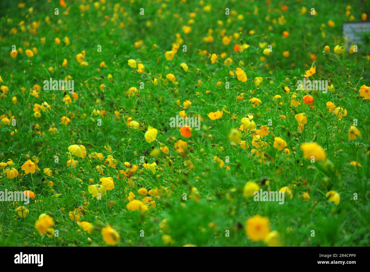 Fields of cosmo flowers in the garden Stock Photo - Alamy