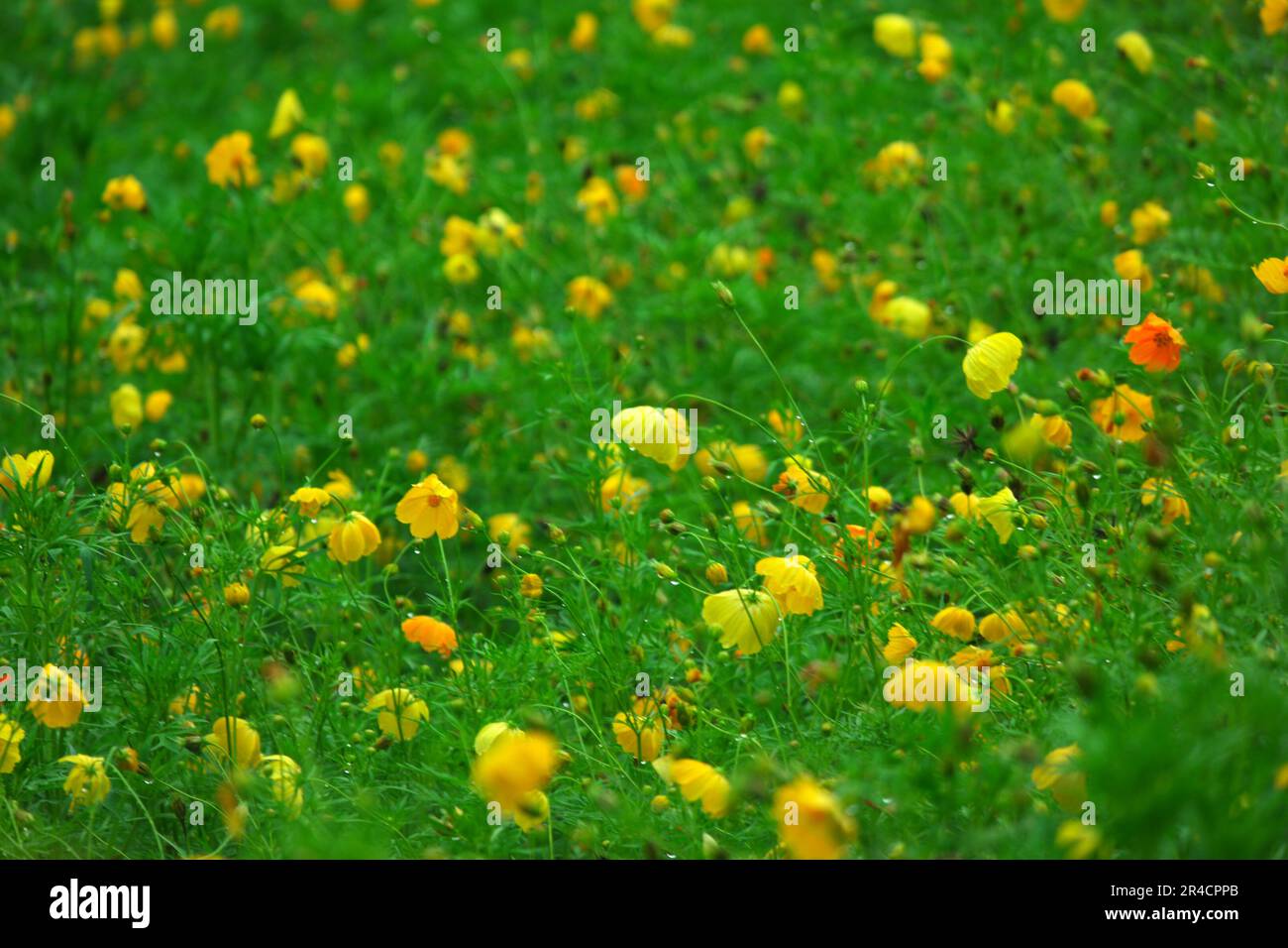 Fields of cosmo flowers in the garden Stock Photo - Alamy