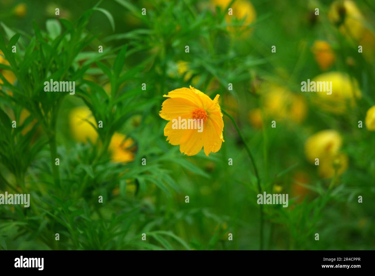 Fields of cosmo flowers in the garden Stock Photo - Alamy
