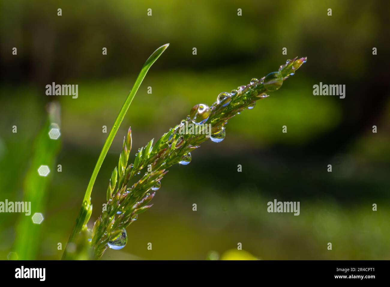 Fresh green grass with dew drops close up. Water driops on the fresh ...