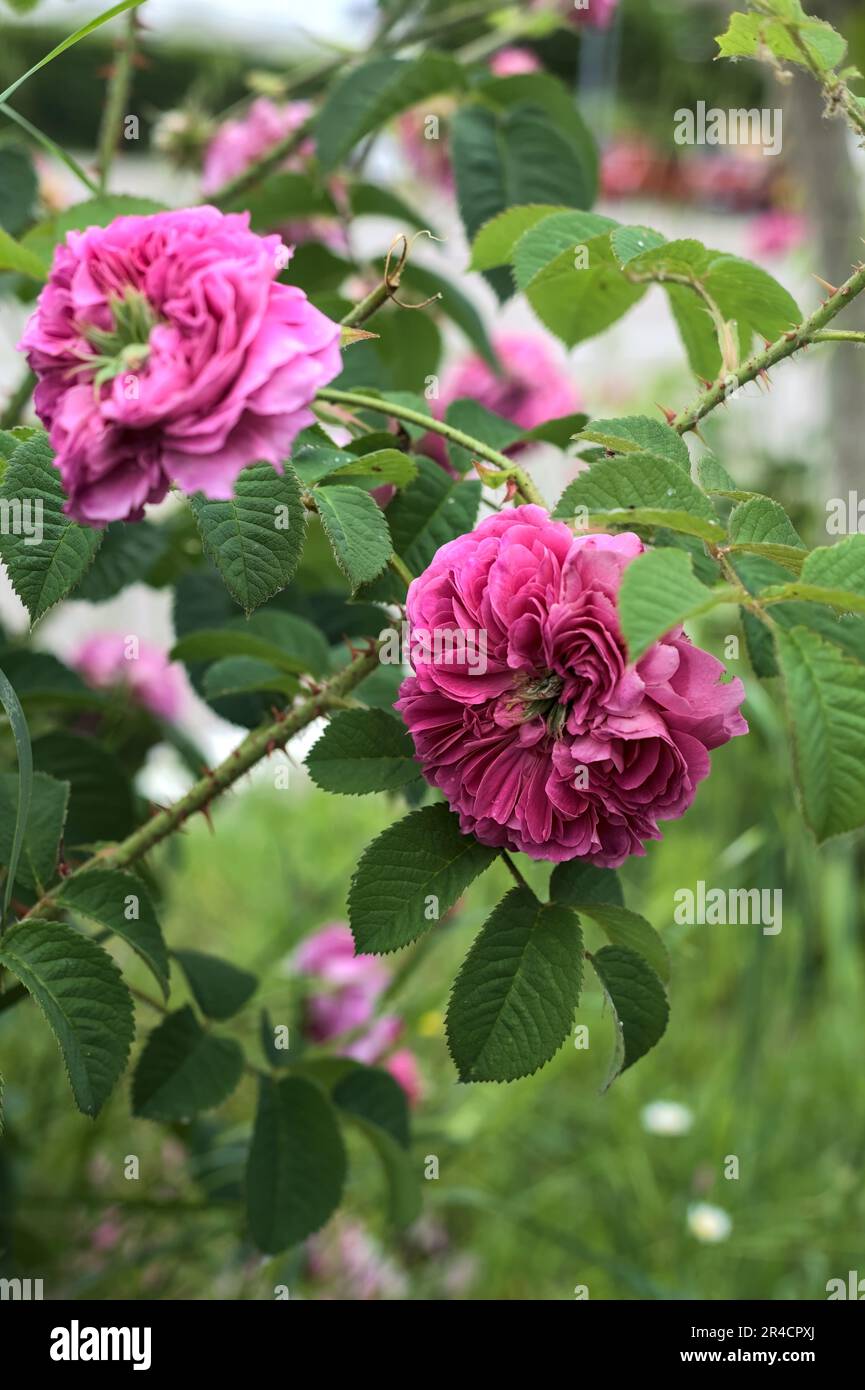 Pink english roses in bloom in a bush seen up close Stock Photo - Alamy