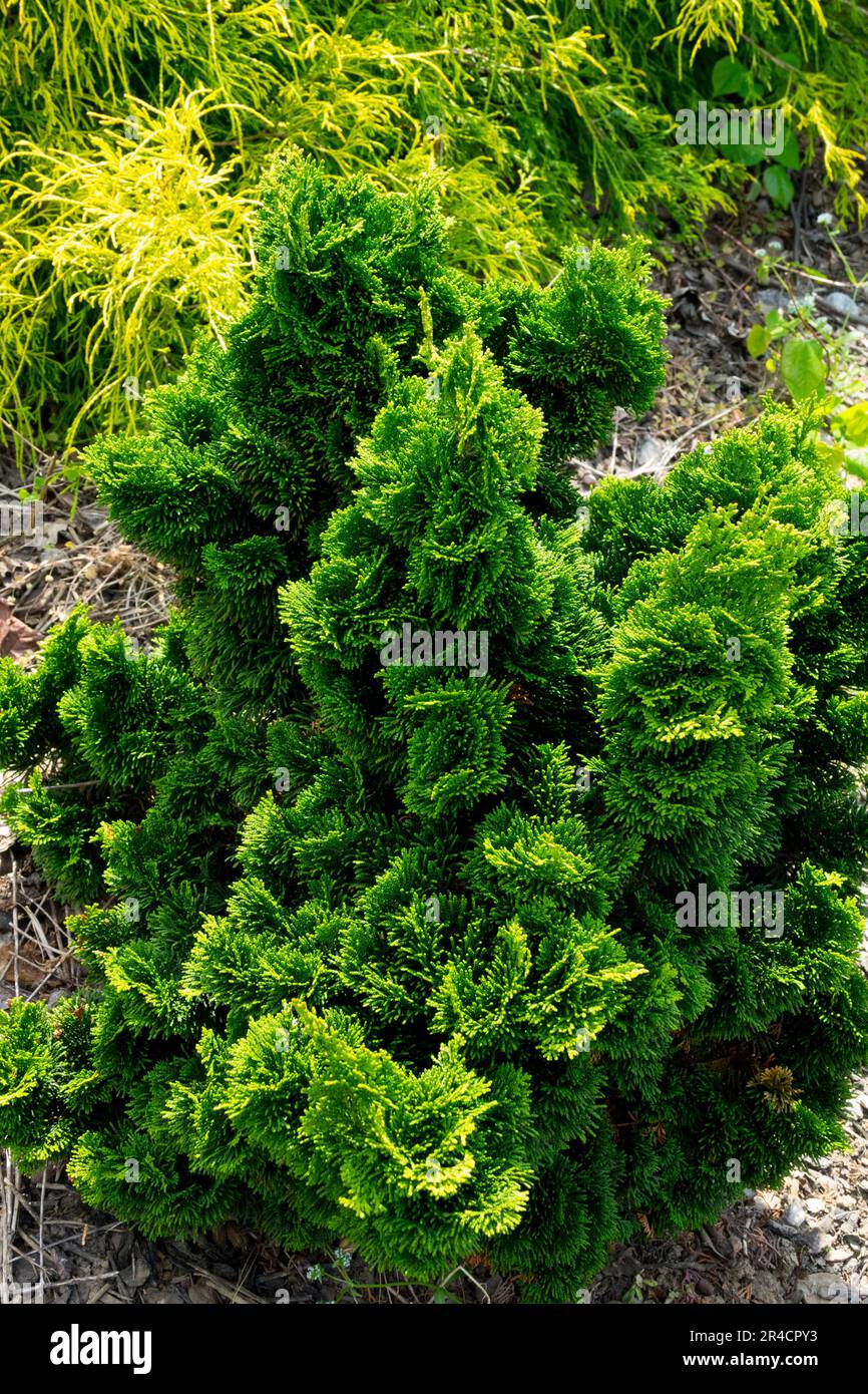 Chamaecyparis obtusa 'nana gracilis' hi-res stock photography and ...