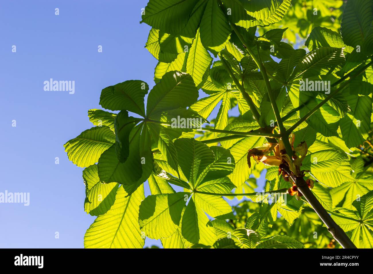 Green Chestnut Leaves in beautiful light. Spring season, spring colors ...