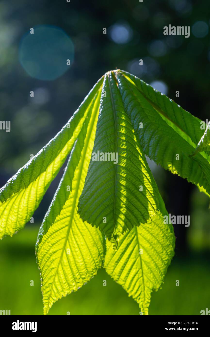 Green Chestnut Leaves in beautiful light. Spring season, spring colors ...